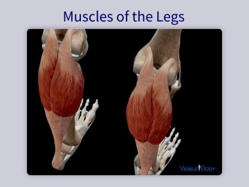 Muscles of the Leg L2 2021