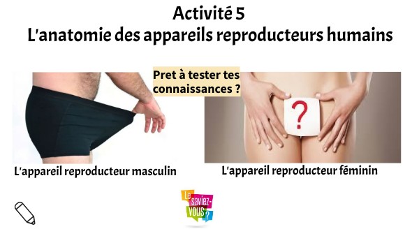 4e, #5 - L'anatomie des appareils reproducteurs humains