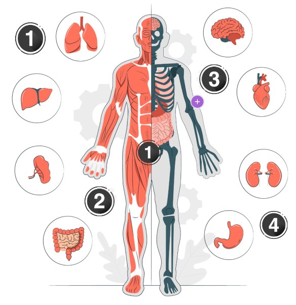 Explorando nuestro cuerpo | Genially