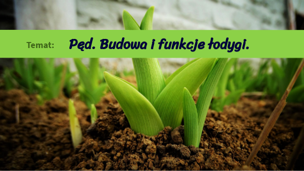 Pęd. Budowa i funkcje łodygi. | Genially