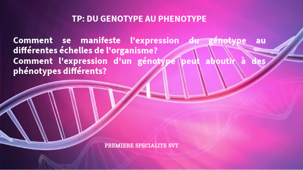 Du génotype au phénotype copie | Genially