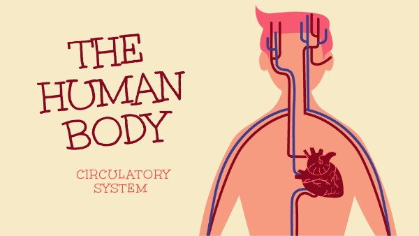 CAROLINA NINCI circulatory system | Genially