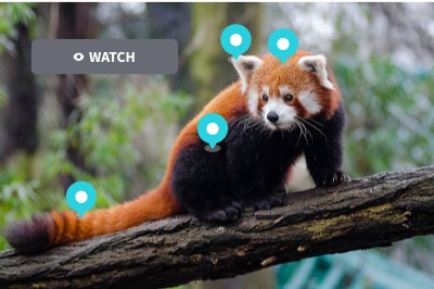 Red Panda Interactive