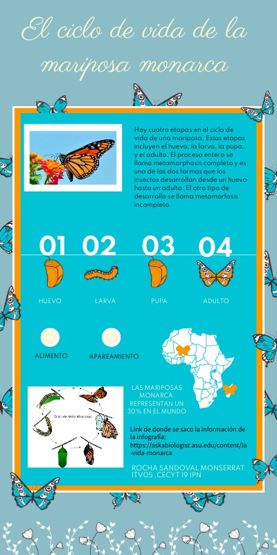 El ciclo de vida de la mariposa monarca