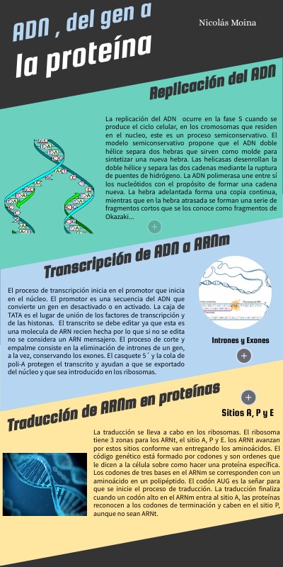 infografia ADN | Genially