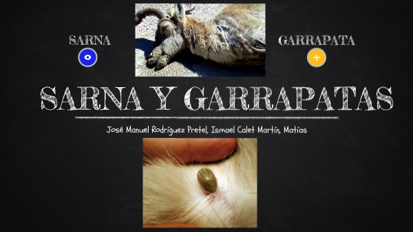 sarna