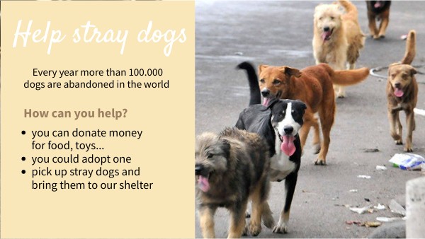 Help stray dogs