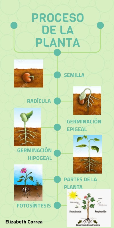 LA PLANTA | Genially