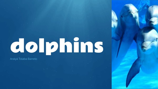 Dolphins