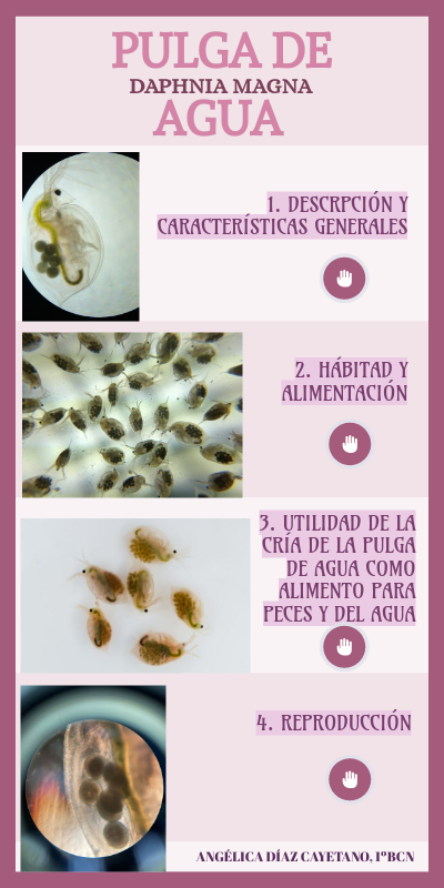 DAPHNIA MAGNA-PULGA DE AGUA