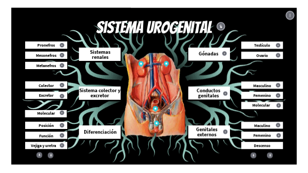 Sistema urogenital | Genially