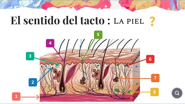 Sentido del tacto | Genially