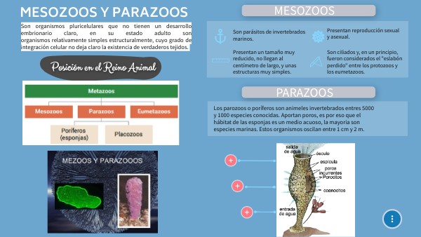 MESOZOOS Y PARAZOOS | Genially