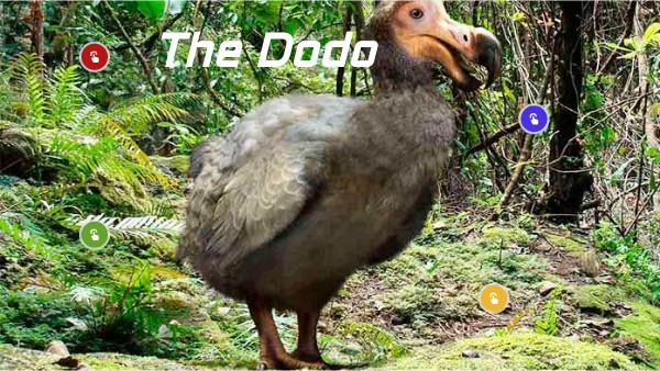 The dodo and the riddles