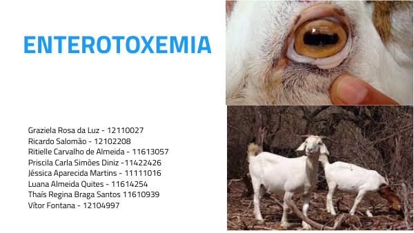 Enterotoxemia | Genially