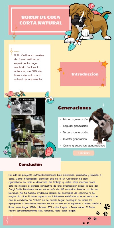 Boxer de cola corta natural