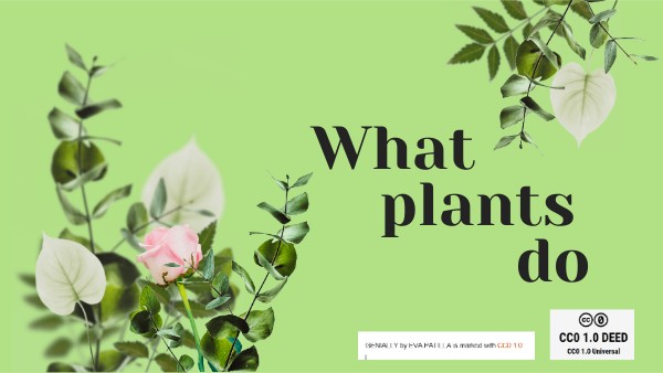 WHAT PLANTS DO (4TH GRADE) | Genially