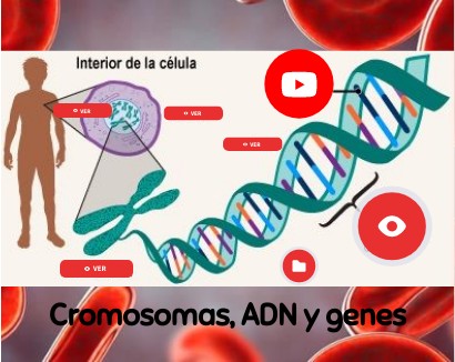Cromosomas, ADN y genes | Genially