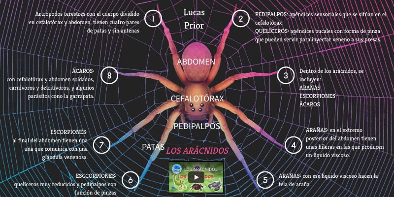 ARÁCNIDOS LUCAS PRIOR | Genially