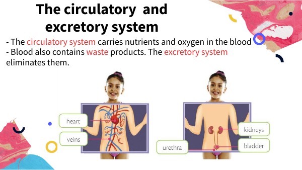 CIRCULATORY AND EXCRETORY SYSTEM