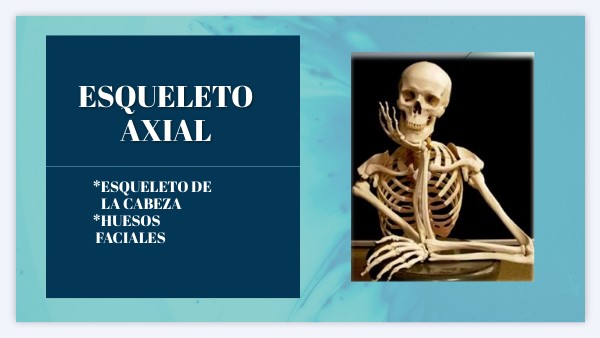 Exposición: ESQUELETO AXIAL | Genially