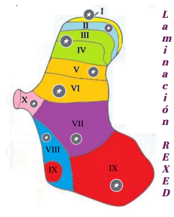 Laminación REXED, Dermatomas y miotomas | Genially