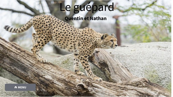 Le guépard | Genially