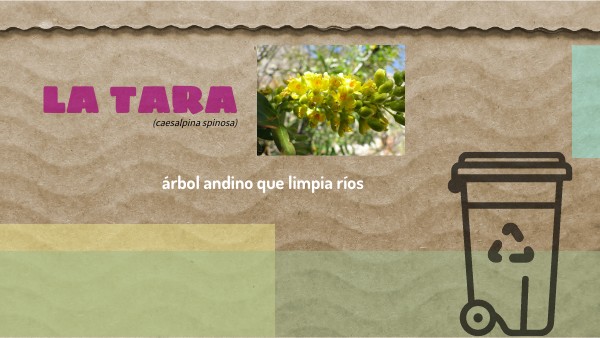 La tara, arbol que limpia rios Descloux Marius | Genially