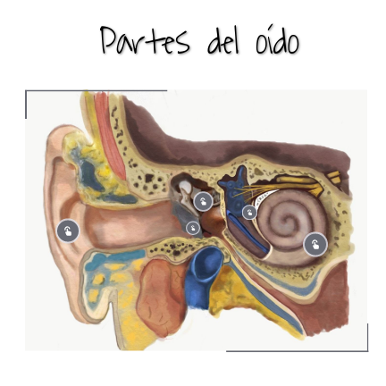 Partes del oído | Genially