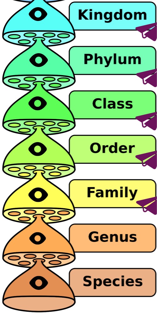 Animal Taxonomy | Genially