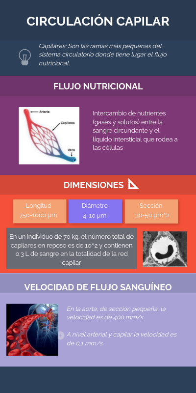 Circulación Capilar | Genially