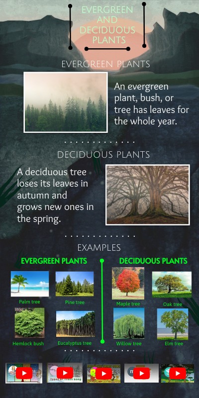 EVERGREEN AND DECIDUOUS PLANTS