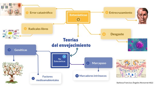 Teorias del envejecimiento | Genially