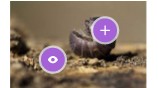 roly poly