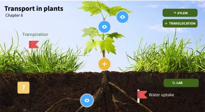 Transport in plants - Biology IGCSE | Genially