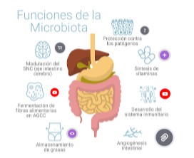 Imagen interactiva - Microbiota | Genially