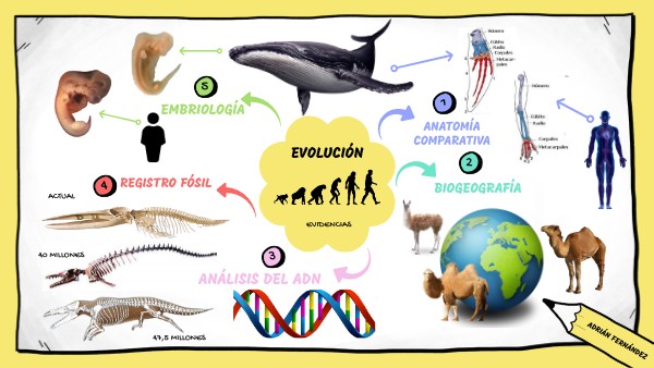 EVIDENCIAS EVOLUCIÓN