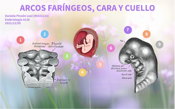 ARCOS FARÍNGEOS, CARA Y CUELLO