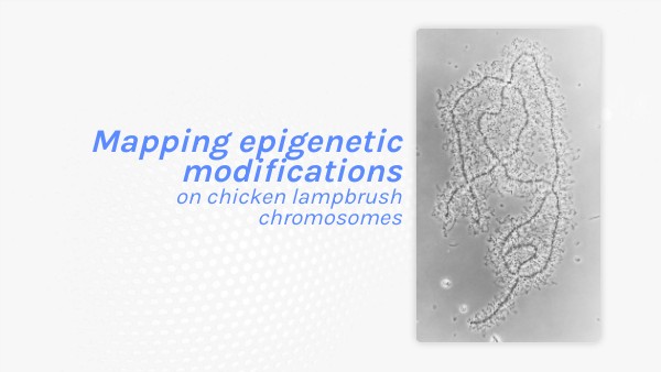 lampbrush_apr_7th | Genially