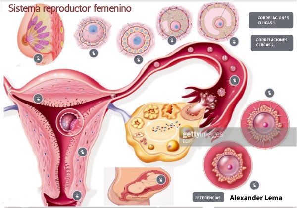 Aparato reproductor femenino By: Alexander Lema