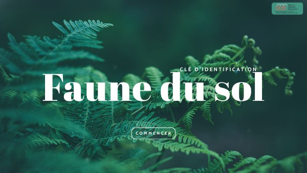 Faune du sol