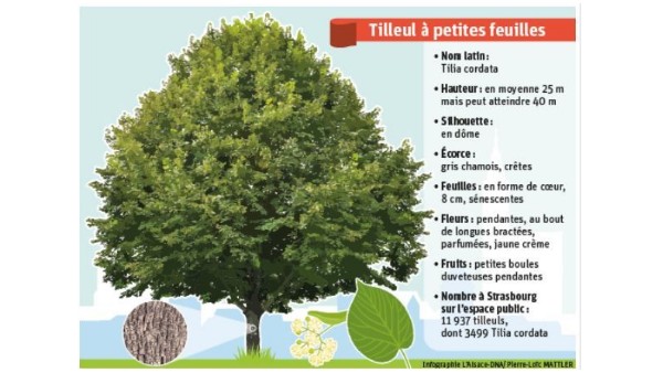Infographie tilleul