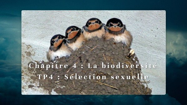 Chapitre 4 : TP4 Sélection sexuelle | Genially