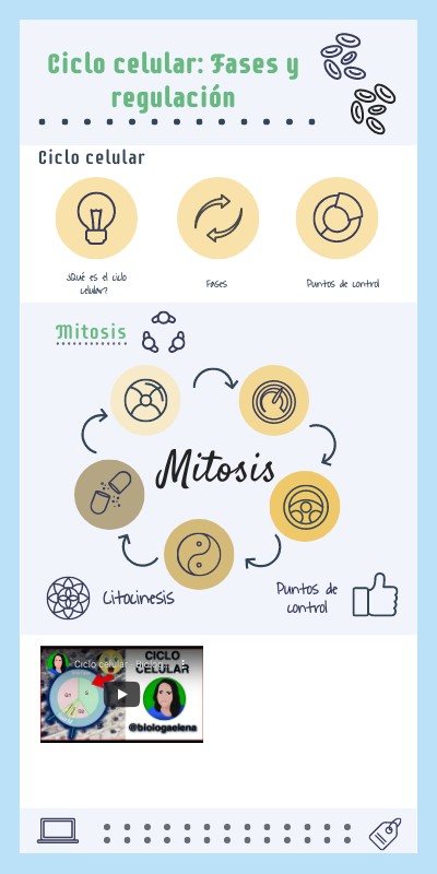 Ciclo celular: Fases y regulación | Genially