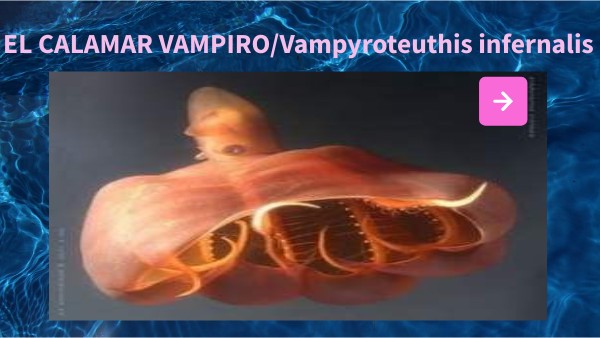 trabajo biología CALAMAR VAMPIRO