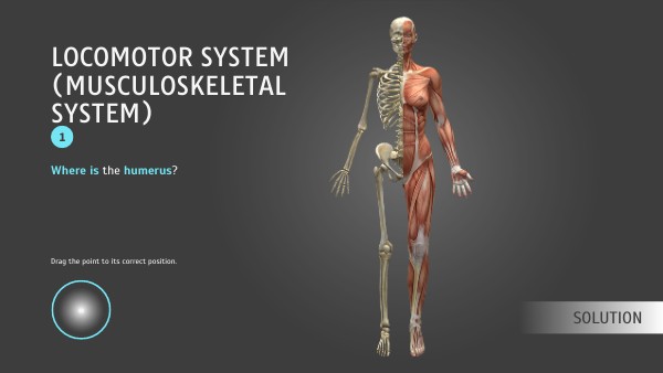 THE LOCOMOTOR SYSTEM | Genially