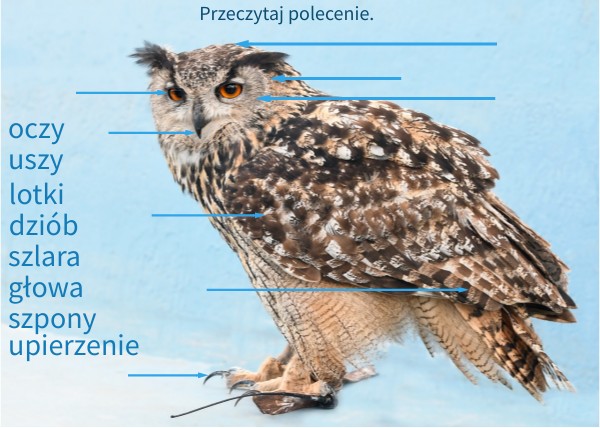 Podpisz części ciała sowy | Genially
