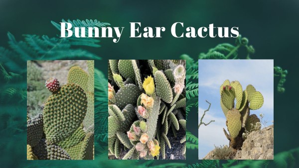 ENVIRONMENT SYSTEM PRESENTATION CACTUS