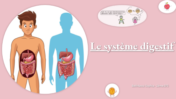 Le système digestif