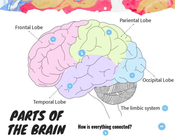 Brain Mapping | Genially